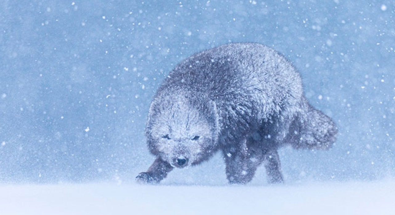 The blue morph Artic fox captured with the SIGMA 14-24mm F2.8 DG HSM ...